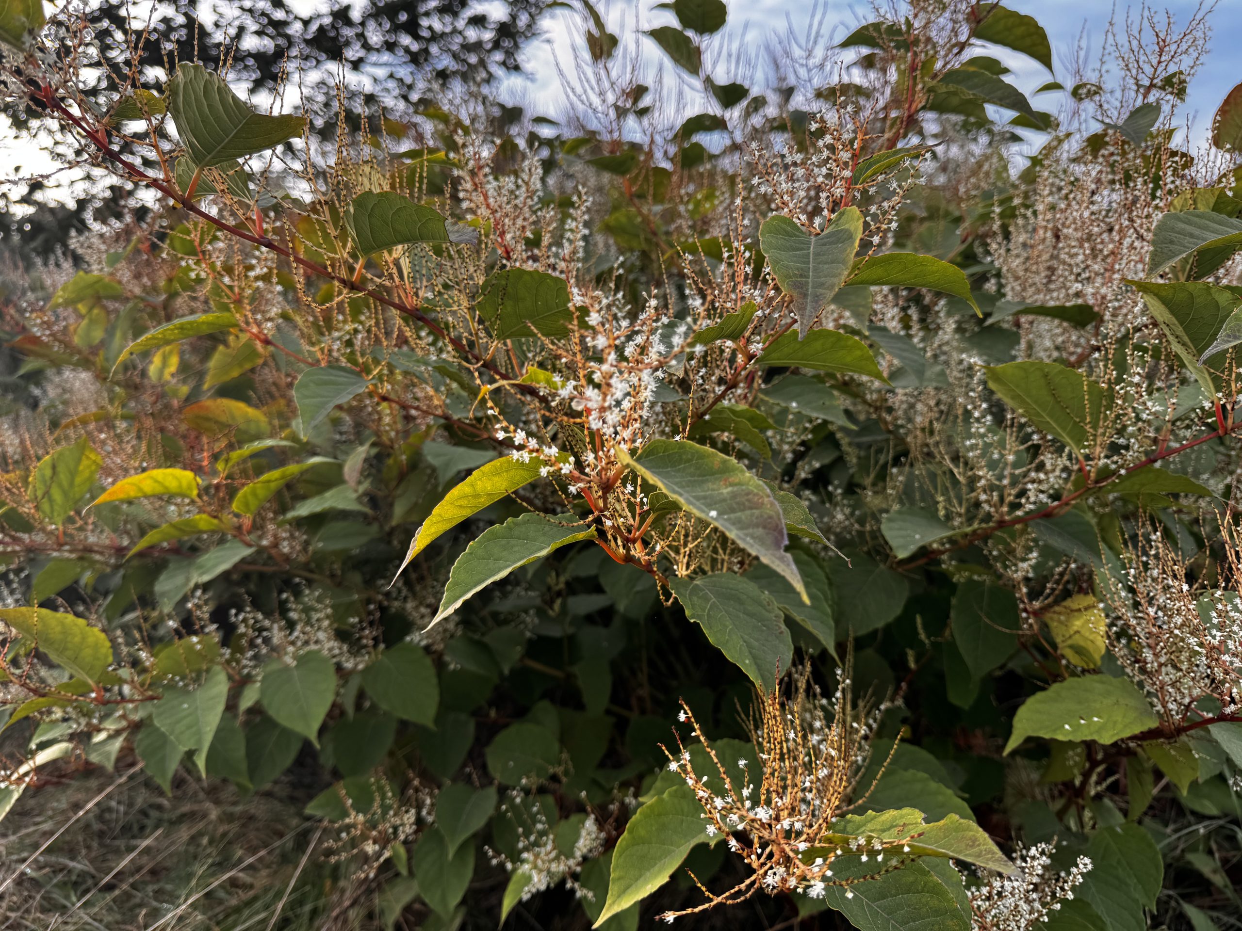 JDK Solution - The Green Solution Hotwater